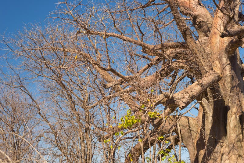 Baobab Close Up Pattern, Fisheye View. Botswana, One of the Most ... Baobab Close Up Pattern, Fisheye View. Botswana, One of the Most ...