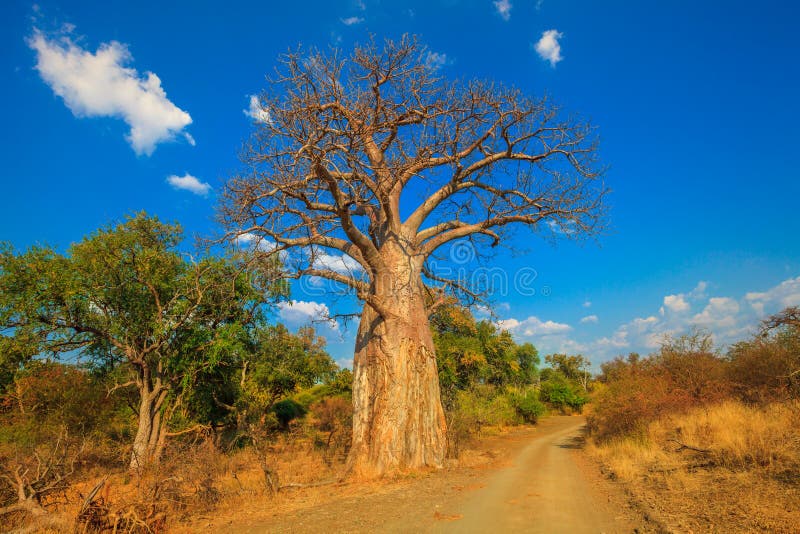 Baobab en Afrique du Sud photo stock. Image du centrale - 131109550