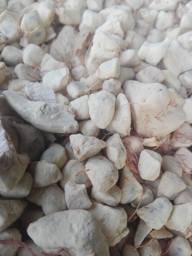 Baobab Fruit Adansonia Digitata Stock Image - Image of daytime, basics ...