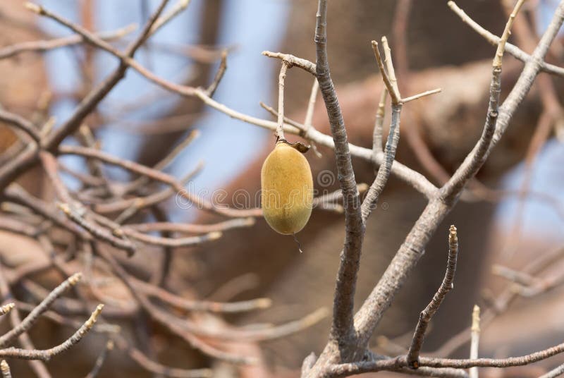 Baobab fruit stock image. Image of baobab, senegal, forest - 139056251