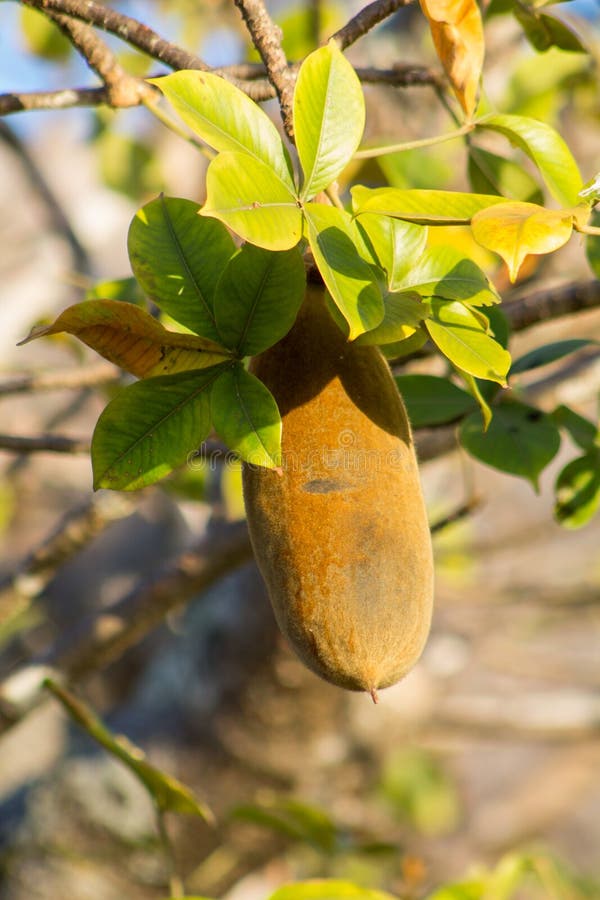 Baobab fruit stock image. Image of baobab, leaves, fruit - 94306503