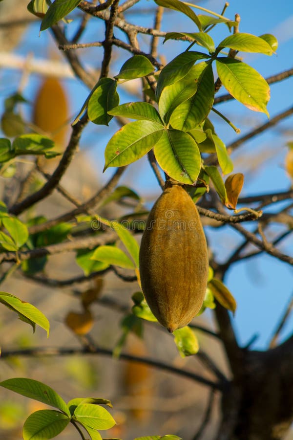 Baobab fruit stock image. Image of african, baobab, senegal - 94306559