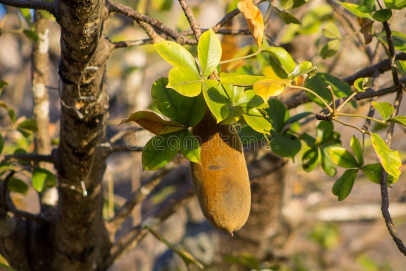Baobab fruit stock photo. Image of green, africa, branch - 94306646