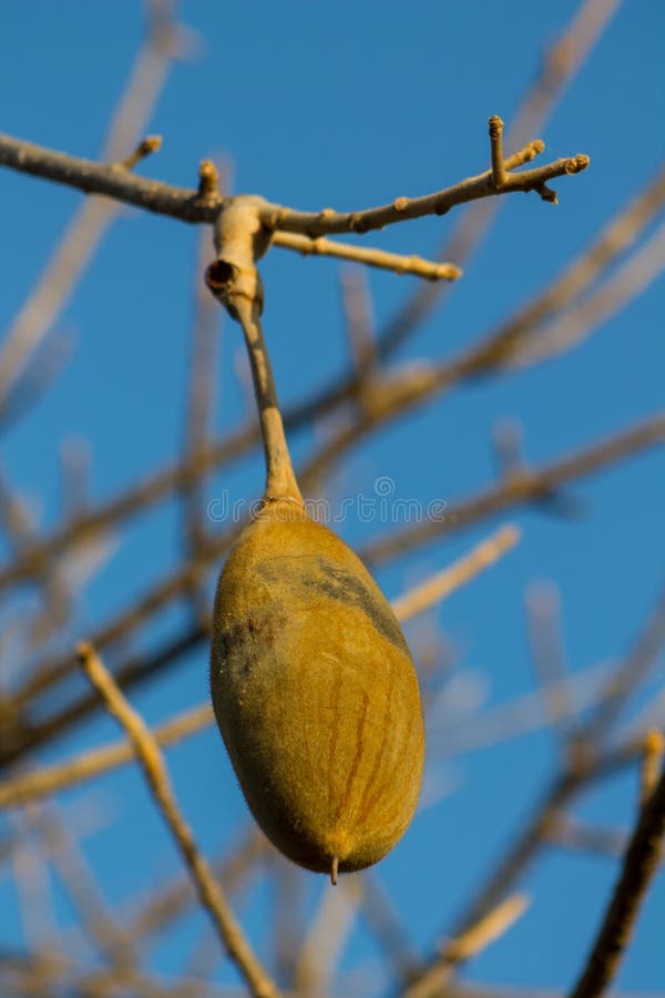 Baobab fruit stock photo. Image of isolated, beauty, indigenous - 94306636