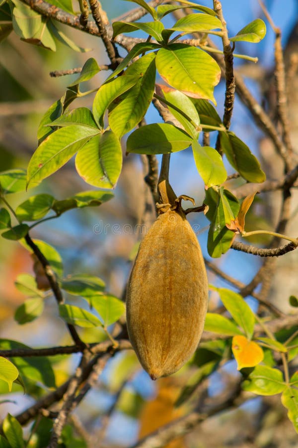 Baobab fruit stock photo. Image of food, natural, plant - 99382122