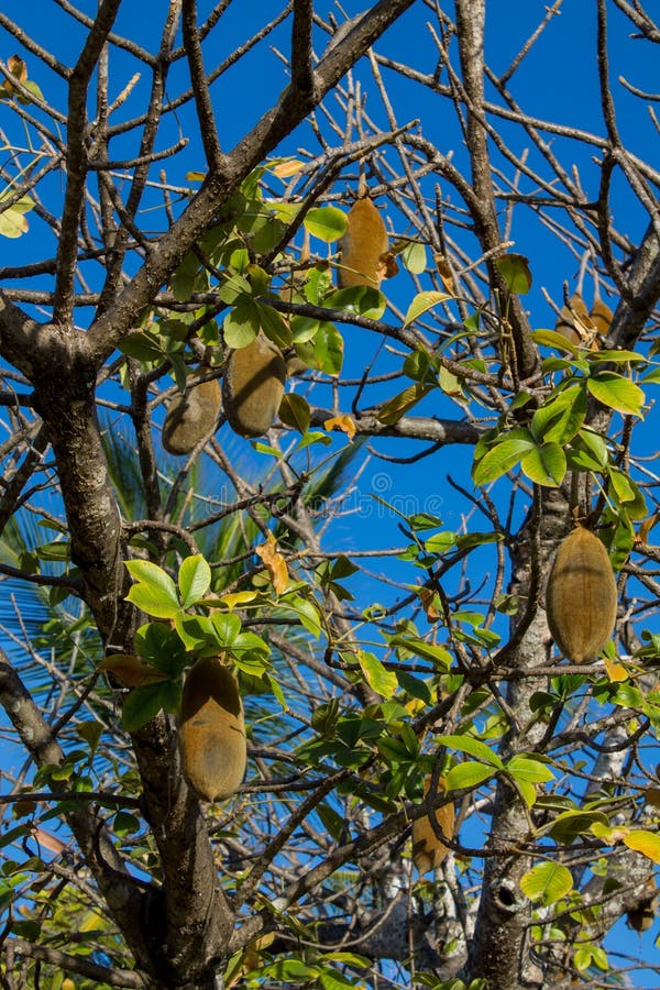 216 Baobab Tree Isolated Stock Photos - Free & Royalty-Free Stock ...