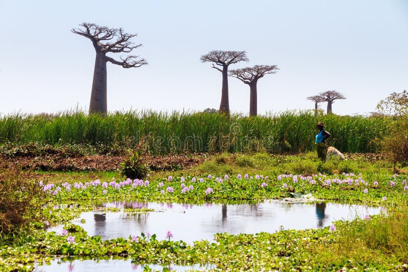 Baobab green water editorial photography. Image of reflection - 48427052