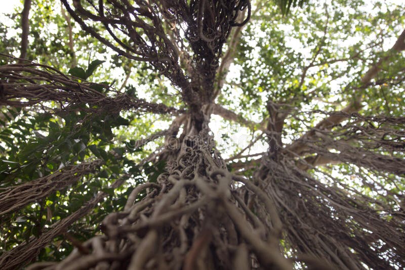 Baobab roots stock photo. Image of rocks, makgadikgadi - 176137426