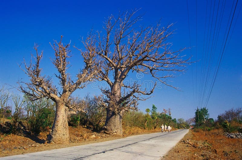 Indian Rare Trees Baobab Tree Mandu District Dhar Madhya Pradesh India ...