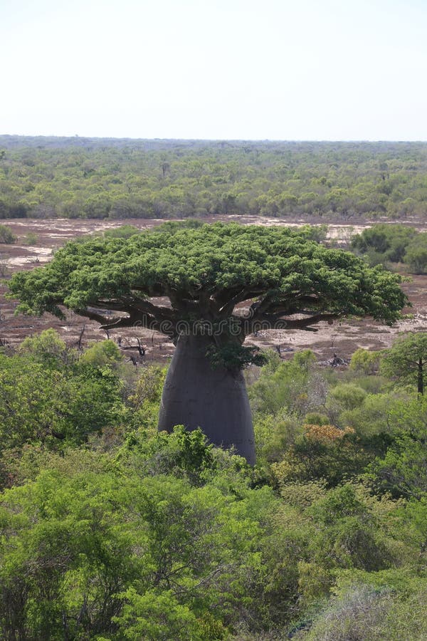 Baobab in Kirindy National Park in Madagascar Stock Image - Image of ...
