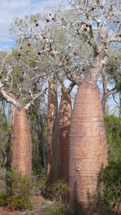 Baobab. Madagascar stock photo. Image of baobab, tree - 34775838