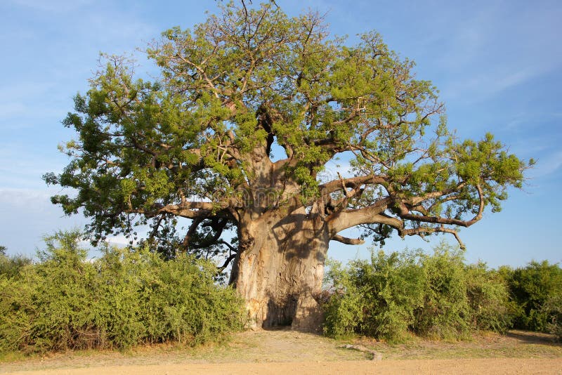 Baobab, Namibia, Africa stock image. Image of trunk, tree - 43130329