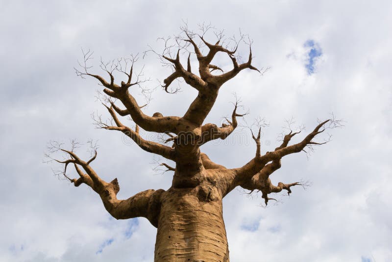 Baobab 2 stock image. Image of color, landscape, orange - 144101771