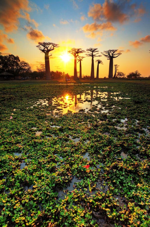 Baobab pond at sunset stock image. Image of color, madagascar - 54683679