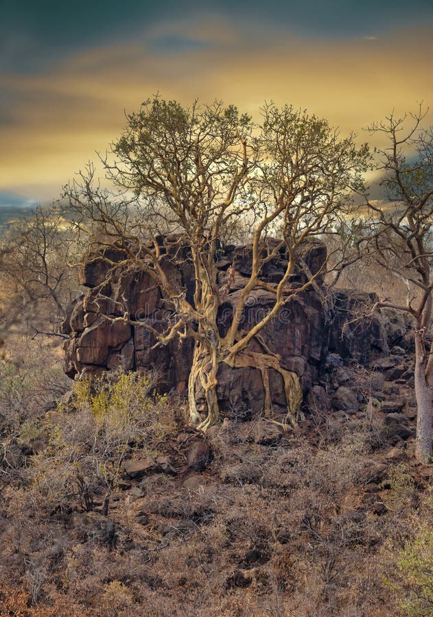 Baobab roots stock photo. Image of rocks, makgadikgadi - 176137426