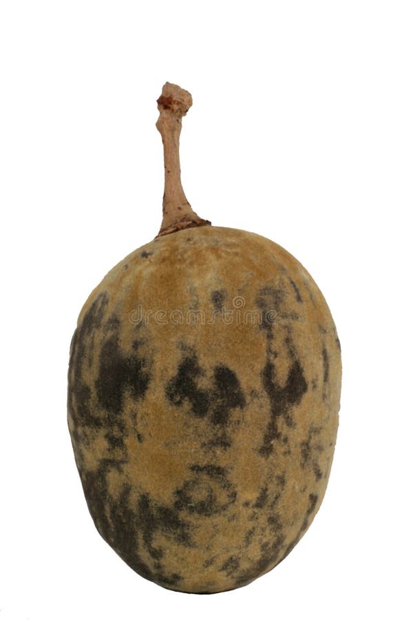 Baobab Seed Pod on White stock photo. Image of stalk - 13323306
