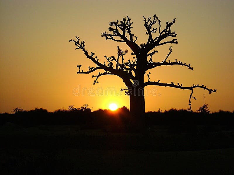 Baobab Silhouette at Sunset Stock Photo - Image of sunset, twilight ...
