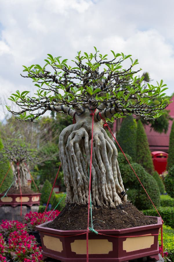 Baobab stock photo. Image of small, madagascar, landscape - 64305108