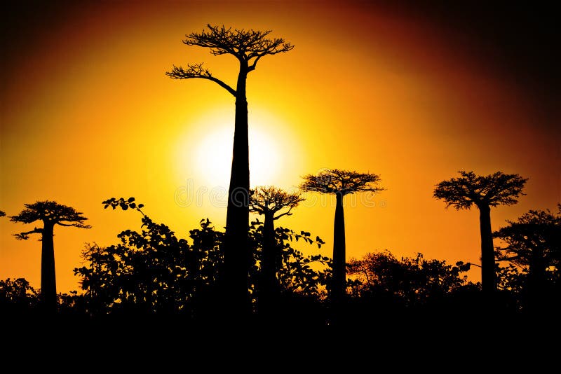 Baobab at sunset stock image. Image of scene, sunset - 21552855