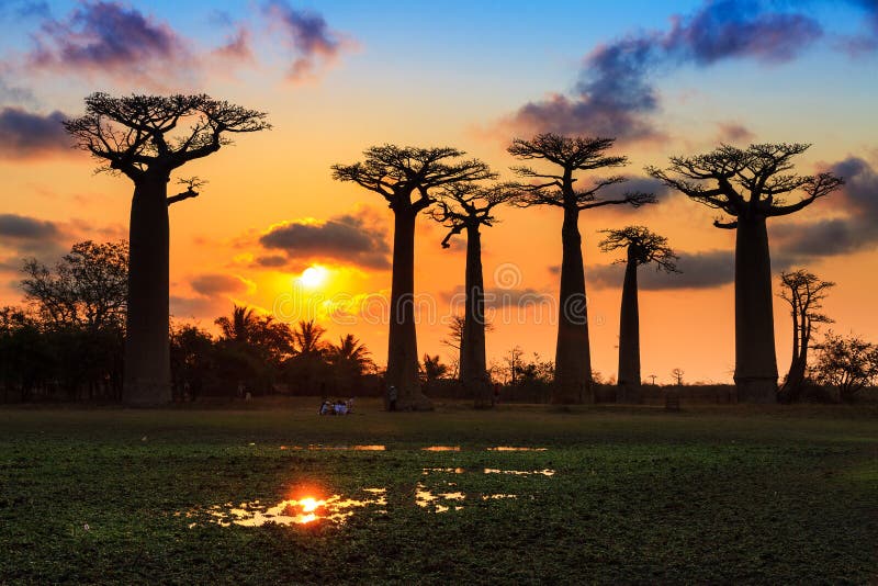 Baobab sunset silhouette stock image. Image of natural - 24698077