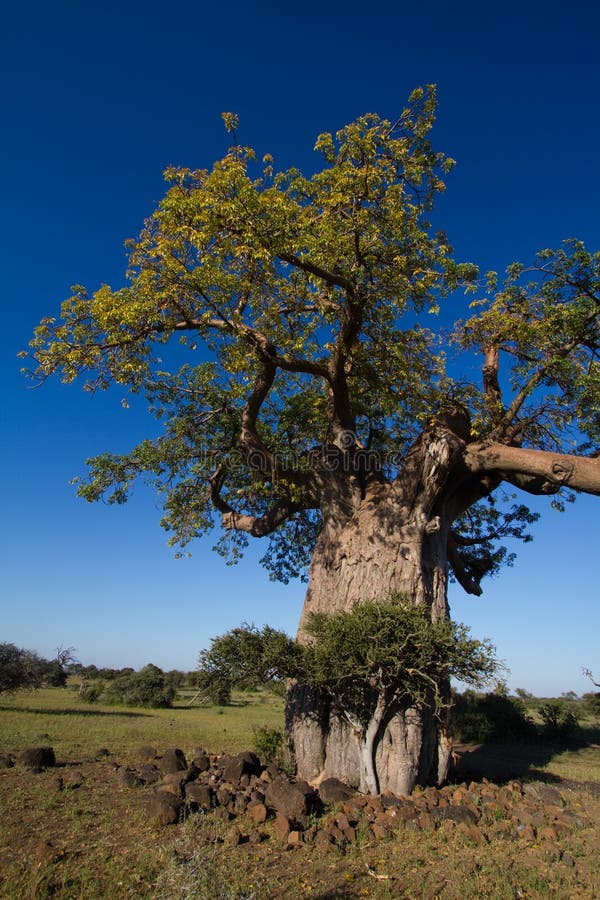 The Ombalantu Baobab Tree in Namibia Stock Photo - Image of chapel ...