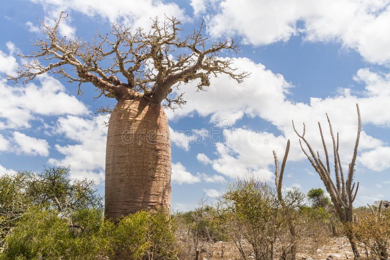 Baobab tree and savanna stock photo. Image of africa - 25138238