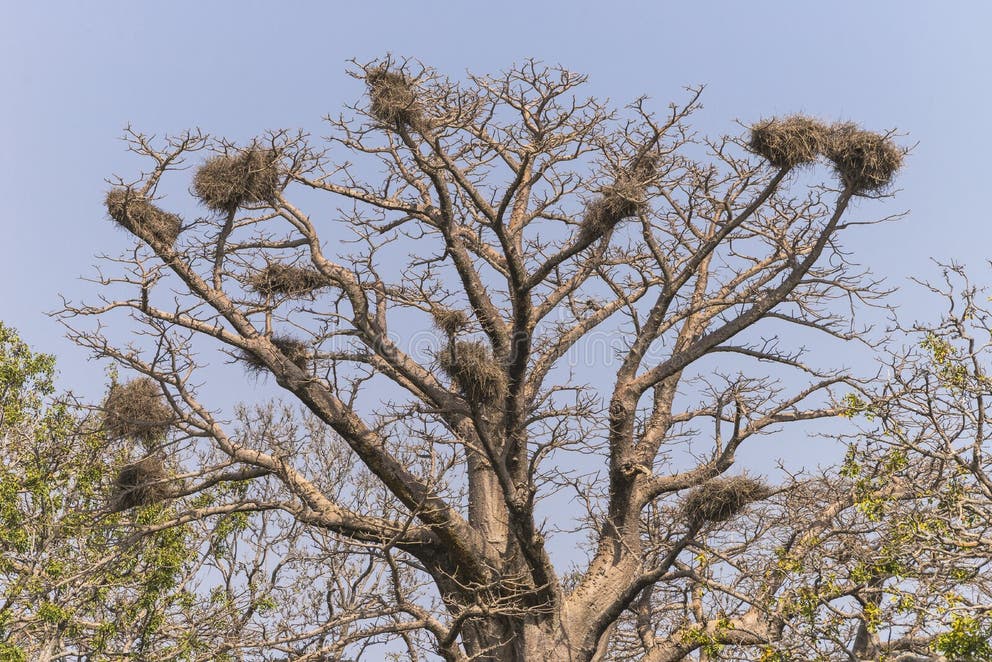 Baobab tree stock photo. Image of details, bread, birds - 38302250