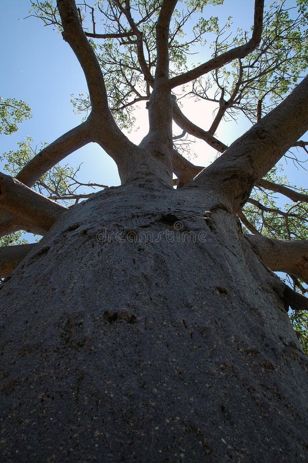Baobab Tree stock photo. Image of adansonia, foilage, bark - 483660