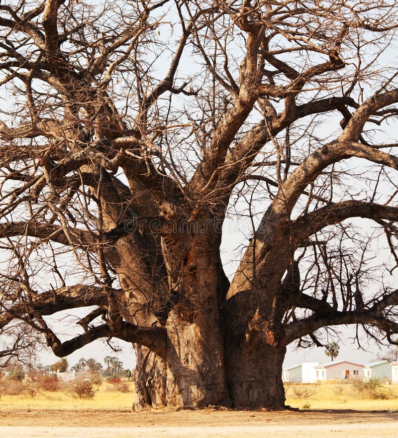 Baobab stock image. Image of baobab, dawn, wood, south - 54159005