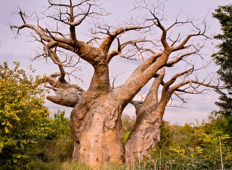 Baobabs in savanna. stock image. Image of background - 18954963