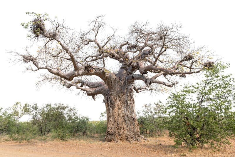 Baobab Tree, Adansonia Digitata. Isolated on White Stock Image - Image ...