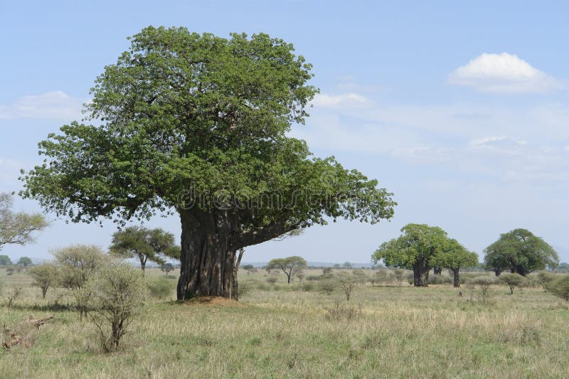 Baobab tree in Africa stock image. Image of branch, culture - 25027881