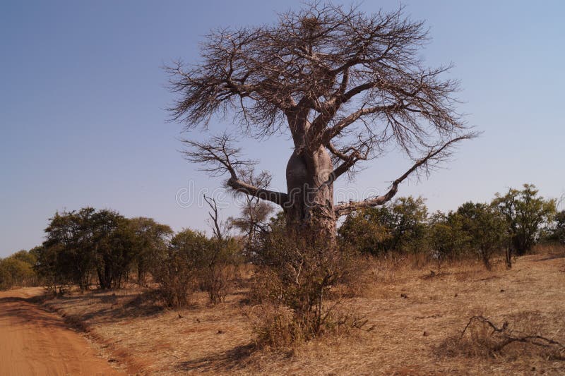 Baobab Tree In Zimbabwe stock photo. Image of zimbabwe - 170231262