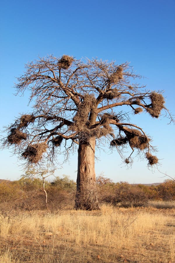 Baobab Tree stock photo. Image of trunk, situated, medicine - 50982518