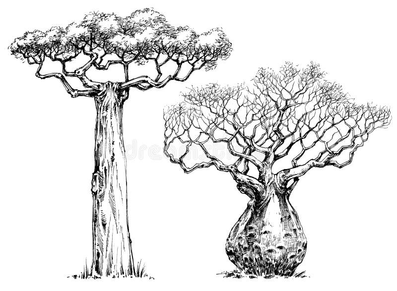 Baobab Tree Drawing