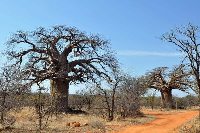 Baobab Tree in African Landscape Stock Image - Image of national ...