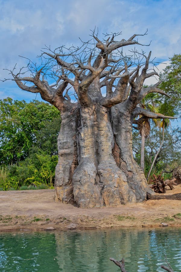 216 Baobab Tree Isolated Stock Photos - Free & Royalty-Free Stock ...