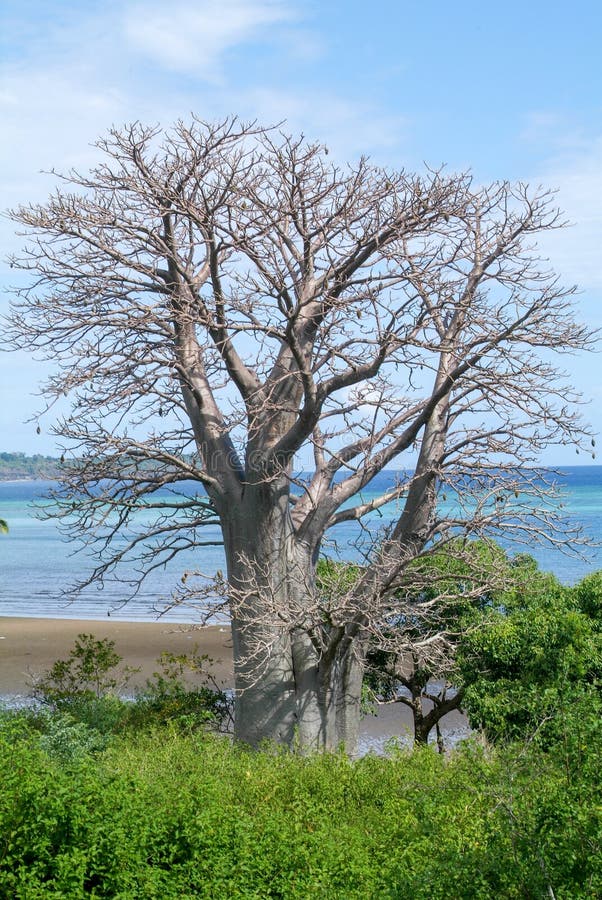 Baobab Tree on a Beach on Mayotte Island Stock Image - Image of mayotte ...