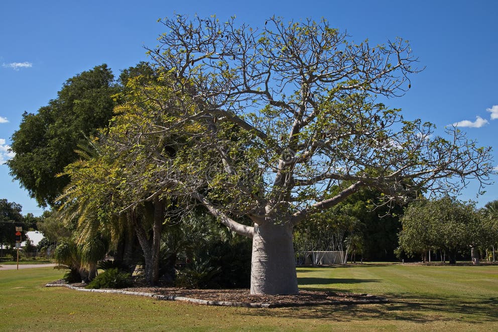 Baobab tree in Broome stock photo. Image of flora, australia - 385559226
