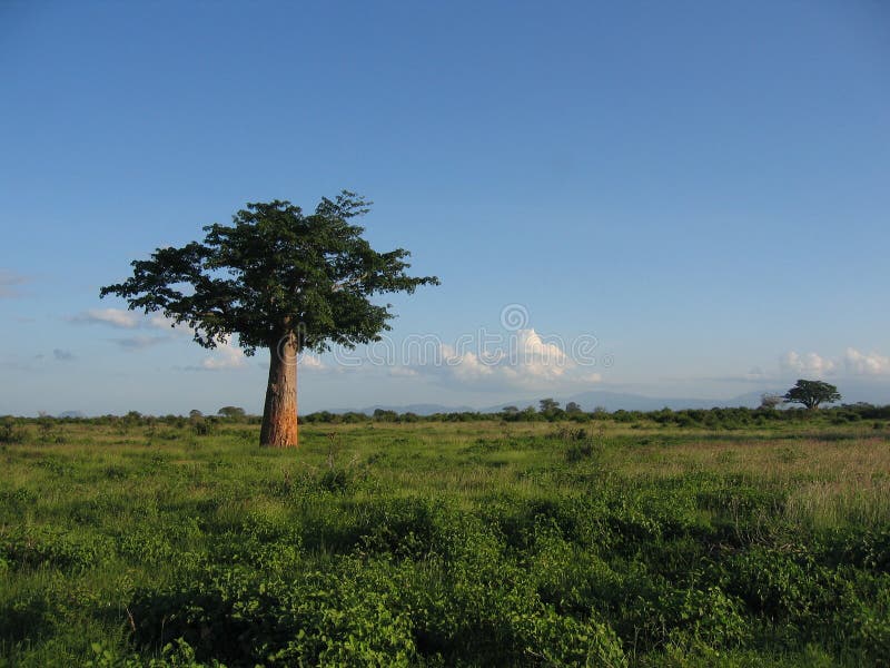 African savannah landscape stock image. Image of africa - 23200673