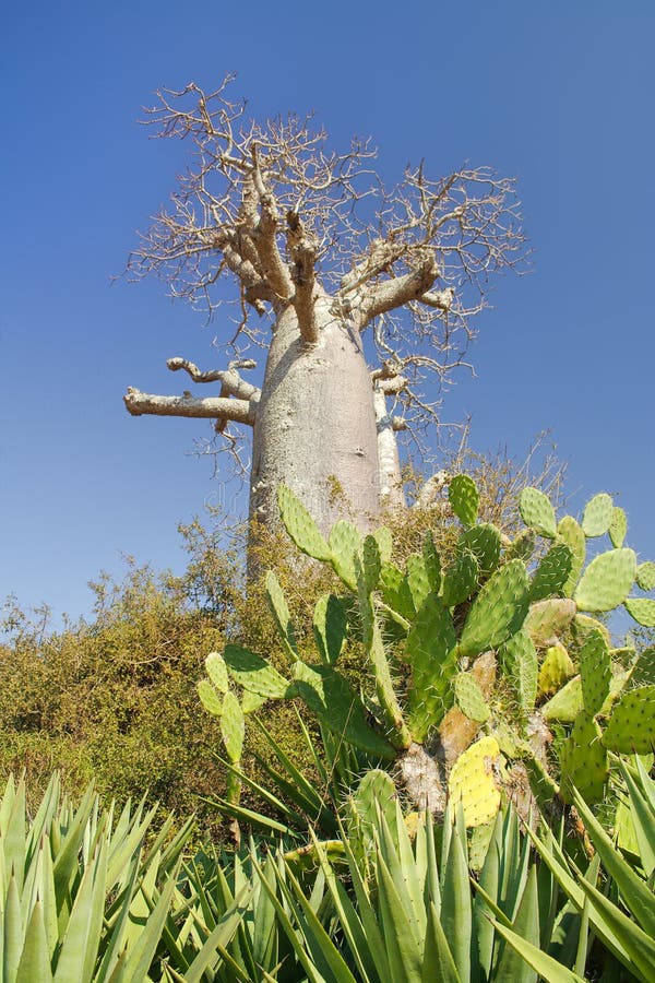 Baobab tree, Madagascar stock photo. Image of fruit, flora - 29227474