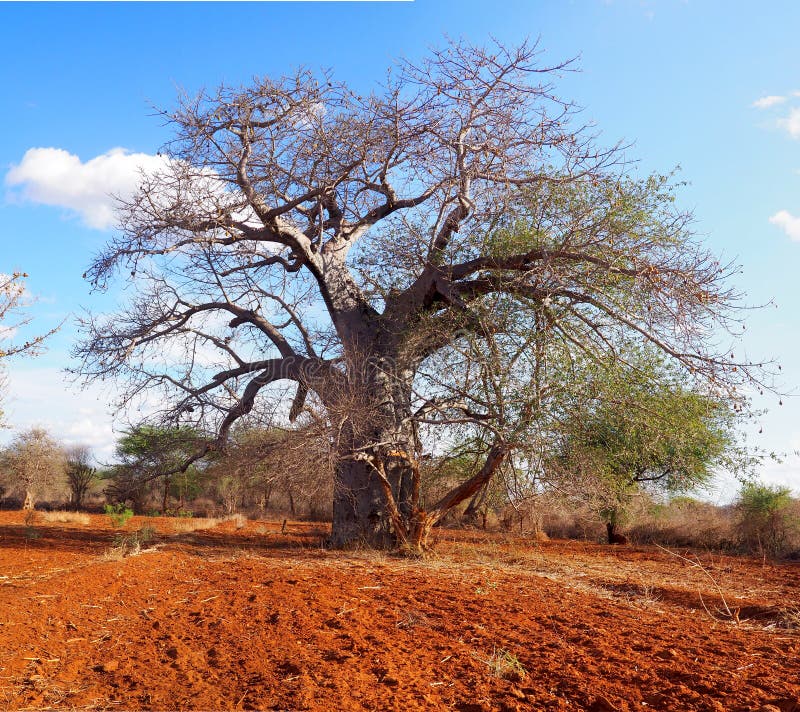 Baobab Tree in a Dry African Landscape Stock Image - Image of shape ...