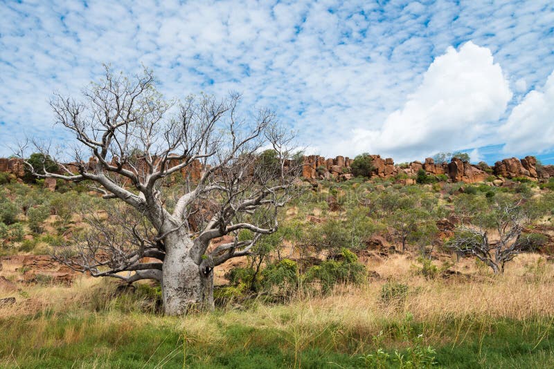 Baobab Tree on the Elizabeth Highway in Western Australia Stock Image ...