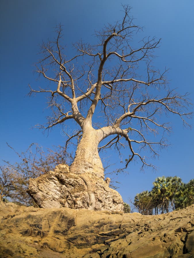 114 Baobab Tree Roots Stock Photos - Free & Royalty-Free Stock Photos ...