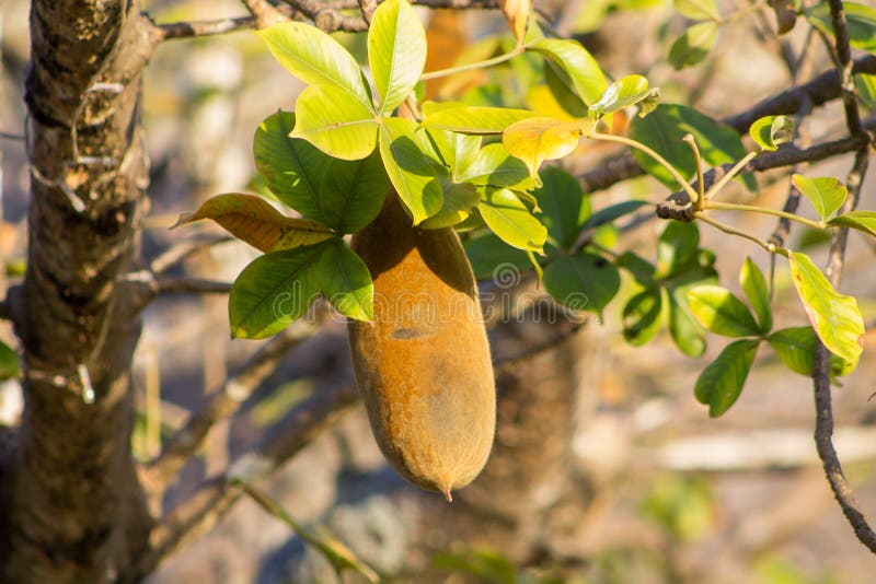 Baobab fruit stock image. Image of pulp, green, african - 99382965