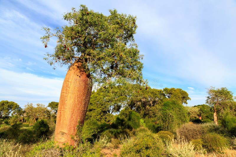 Baobab Tree with Fruit and Leaves in an African Landscape Stock Image ...