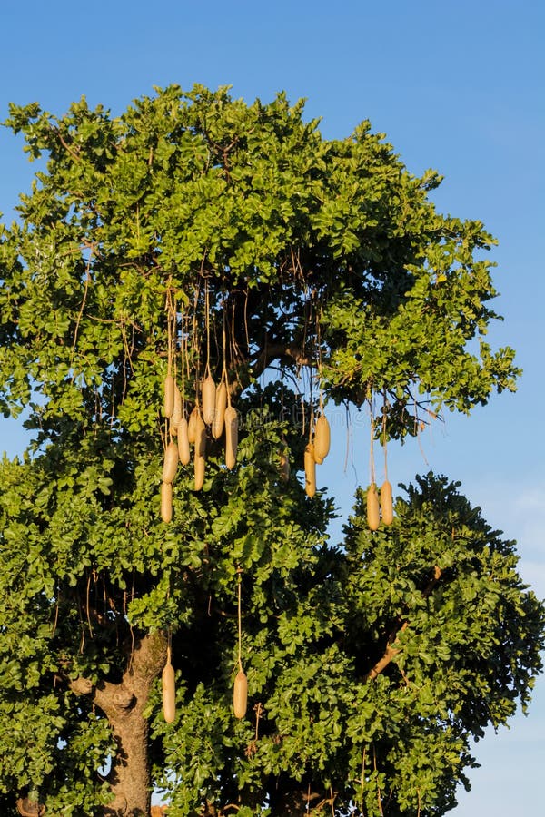 Baobab Tree with Fruits in Africa Stock Image - Image of kenya, large ...