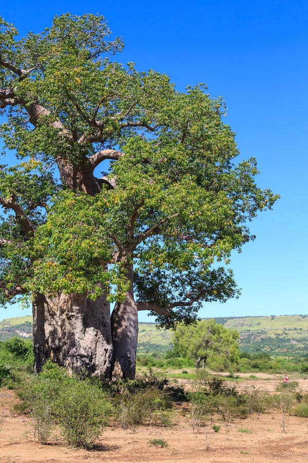 Baobab Tree with Green Leaves in an African Landscape with Clear Stock ...