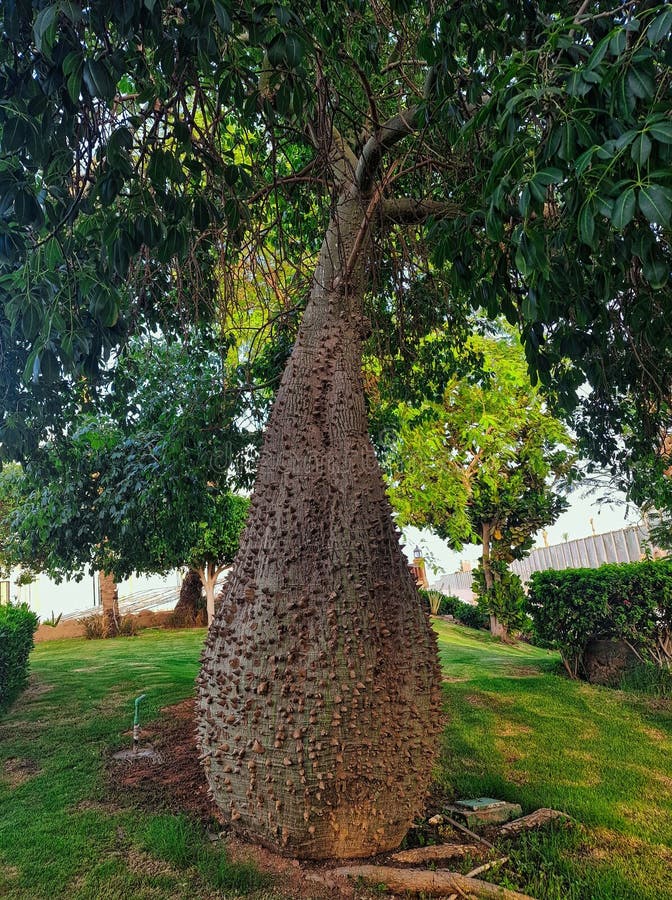 Baobab Tree Growing in a Park in Egypt Stock Image - Image of textured ...