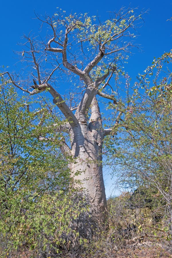 Baobab Tree Growing in the Savanna Stock Image - Image of botswana ...